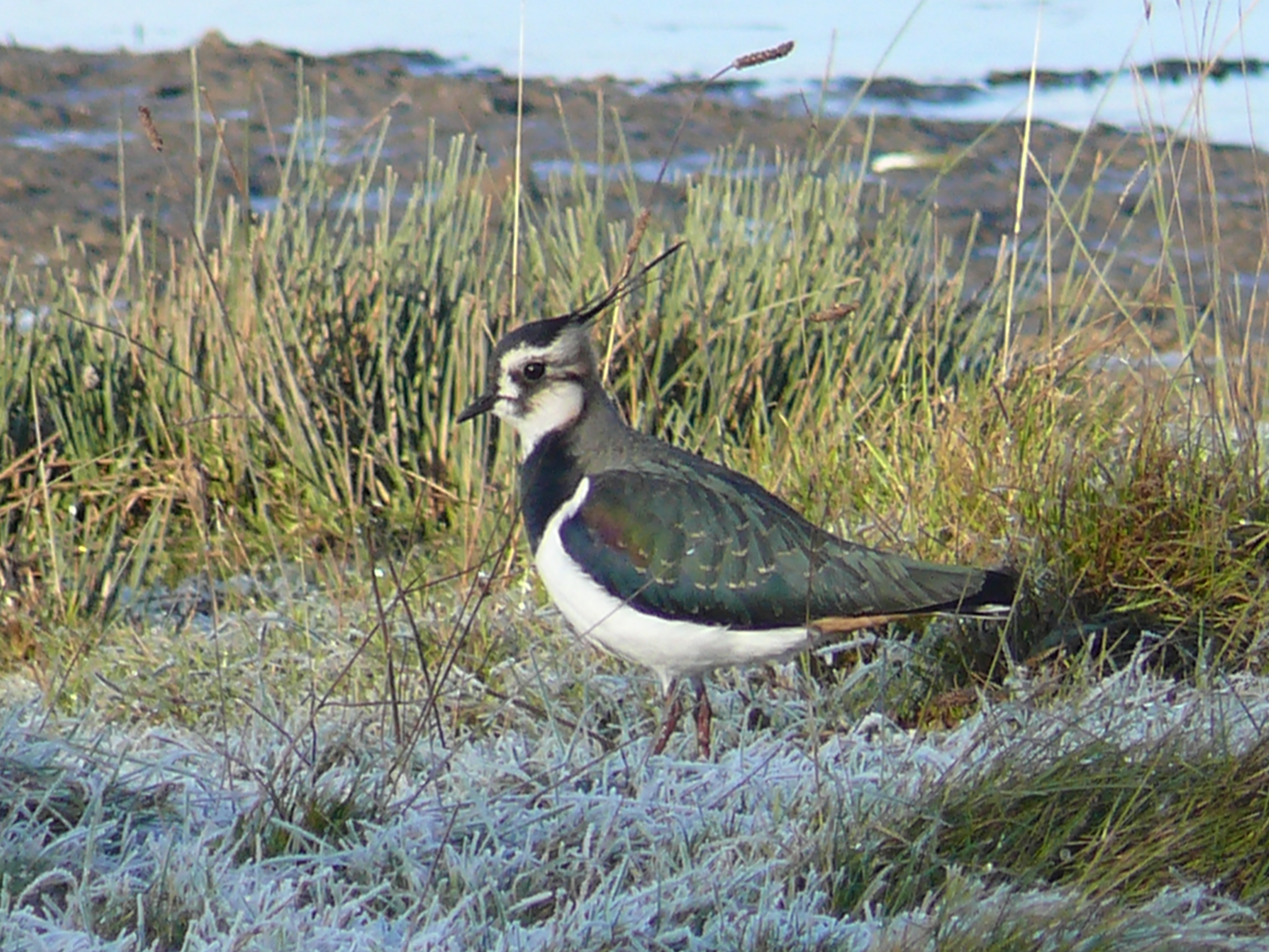 Writer and Conservationist - Laurence Rose